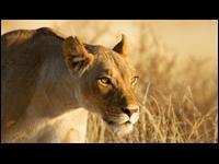 Aslan Kraliçeler 05 Ocak 2026 - Saat Kaçta Başlıyor? - TV Rehberi